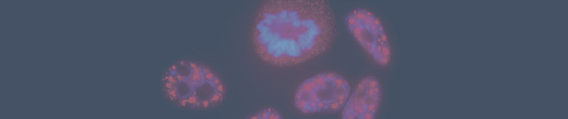 Single Molecule FISH (smFISH) - 89North Single Molecule FISH (smFISH) - 89North