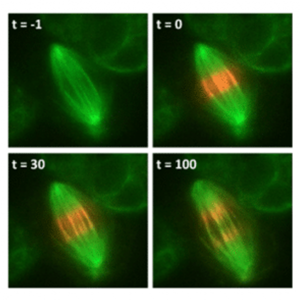 Photoactivation - 89 North