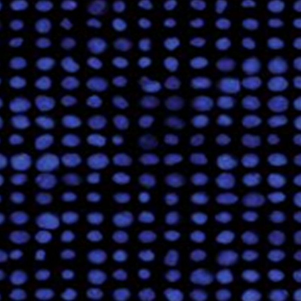 Single Molecule FISH (smFISH) - 89 North